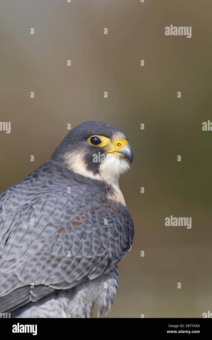 Peregrine falcon head shot hi-res stock photography and images - Alamy