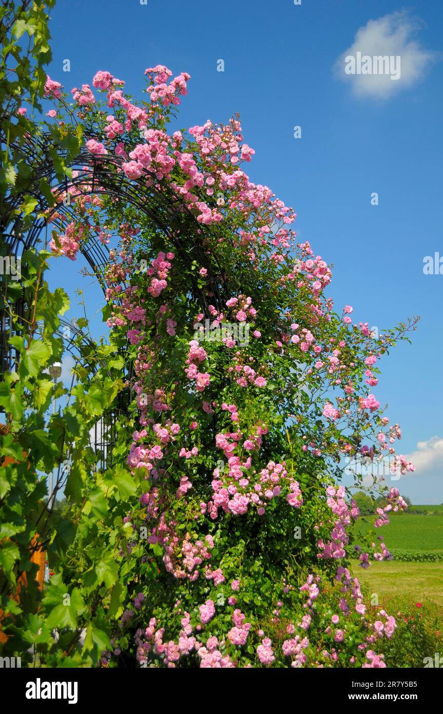 Climbing roses, wire netting Stock Photo - Alamy