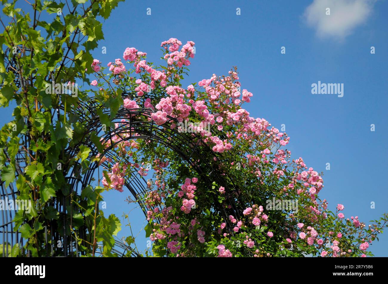 Wire netting hi-res stock photography and images - Alamy