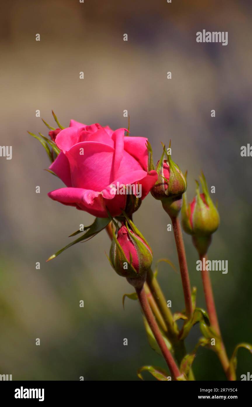 Noble Rose, Rose Princess Stock Photo - Alamy