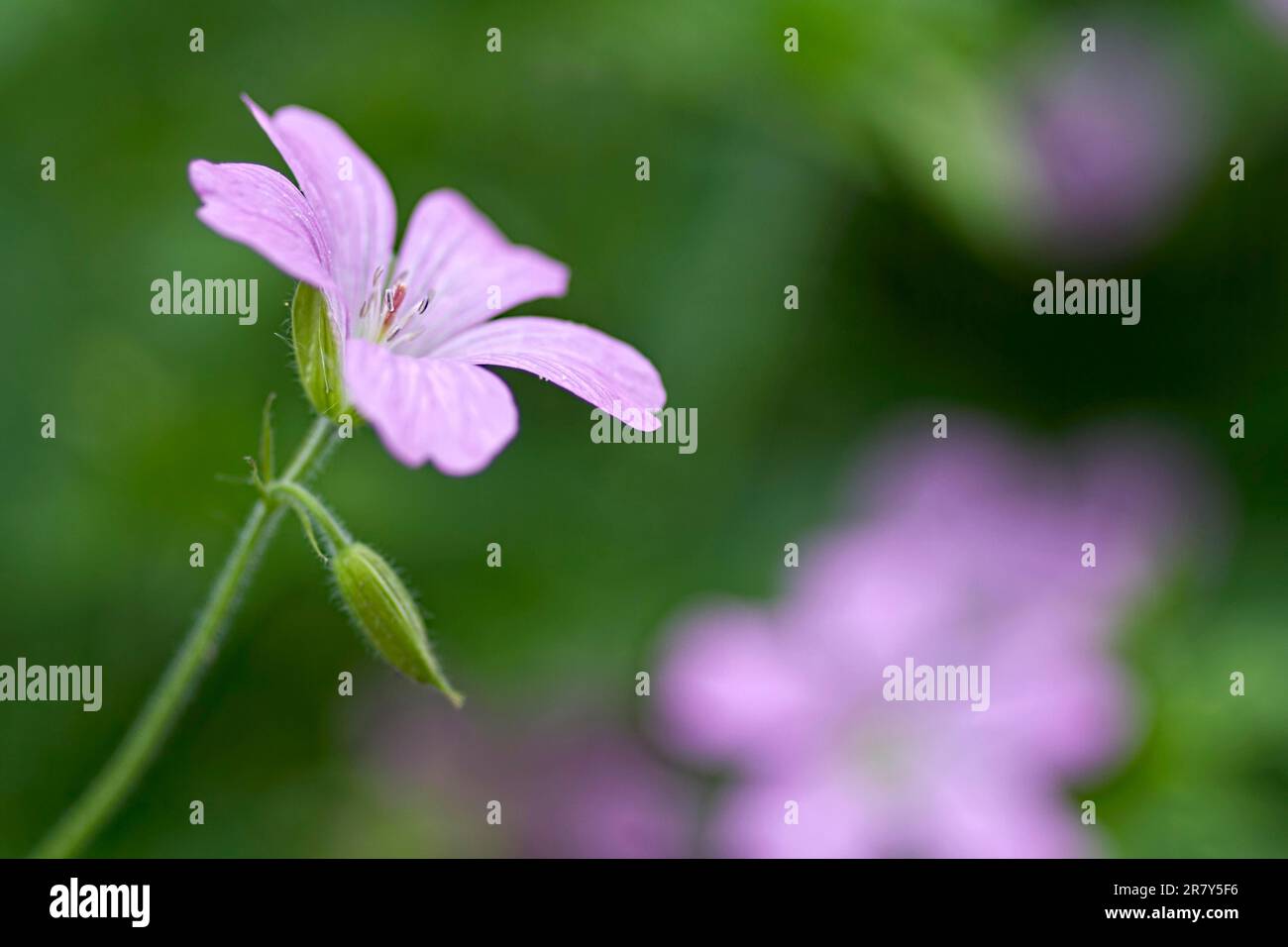 Common corncockle (Agrostemma githago Stock Photo - Alamy