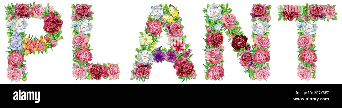 Word PLANT of watercolor flowers, isolated hand drawn on a white ...
