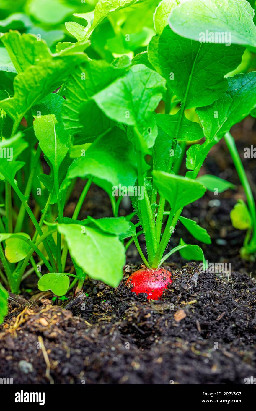 Red radish (Raphanus sativus) in the soil Stock Photo - Alamy