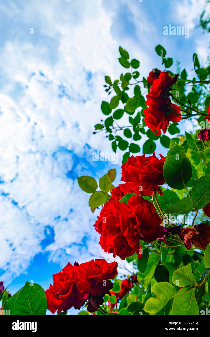 Red climbing rose hi-res stock photography and images - Alamy