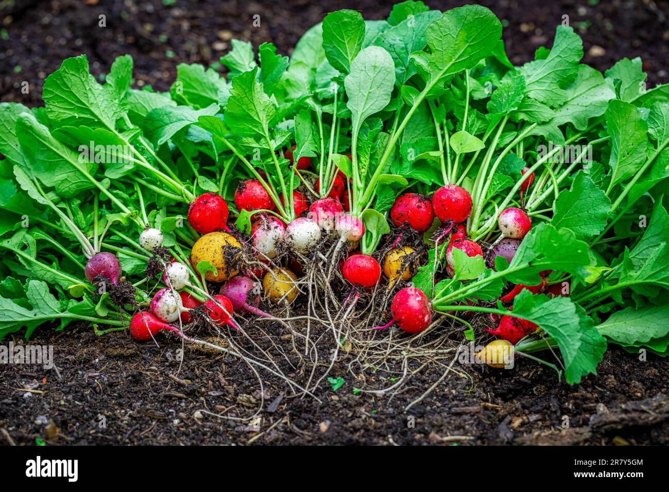 Colourful radish (Raphanus sativus) on soil, fresh harvest Stock Photo ...