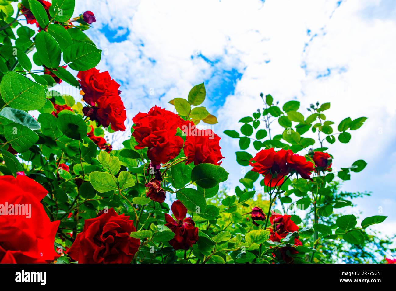 Red climbing rose hi-res stock photography and images - Alamy
