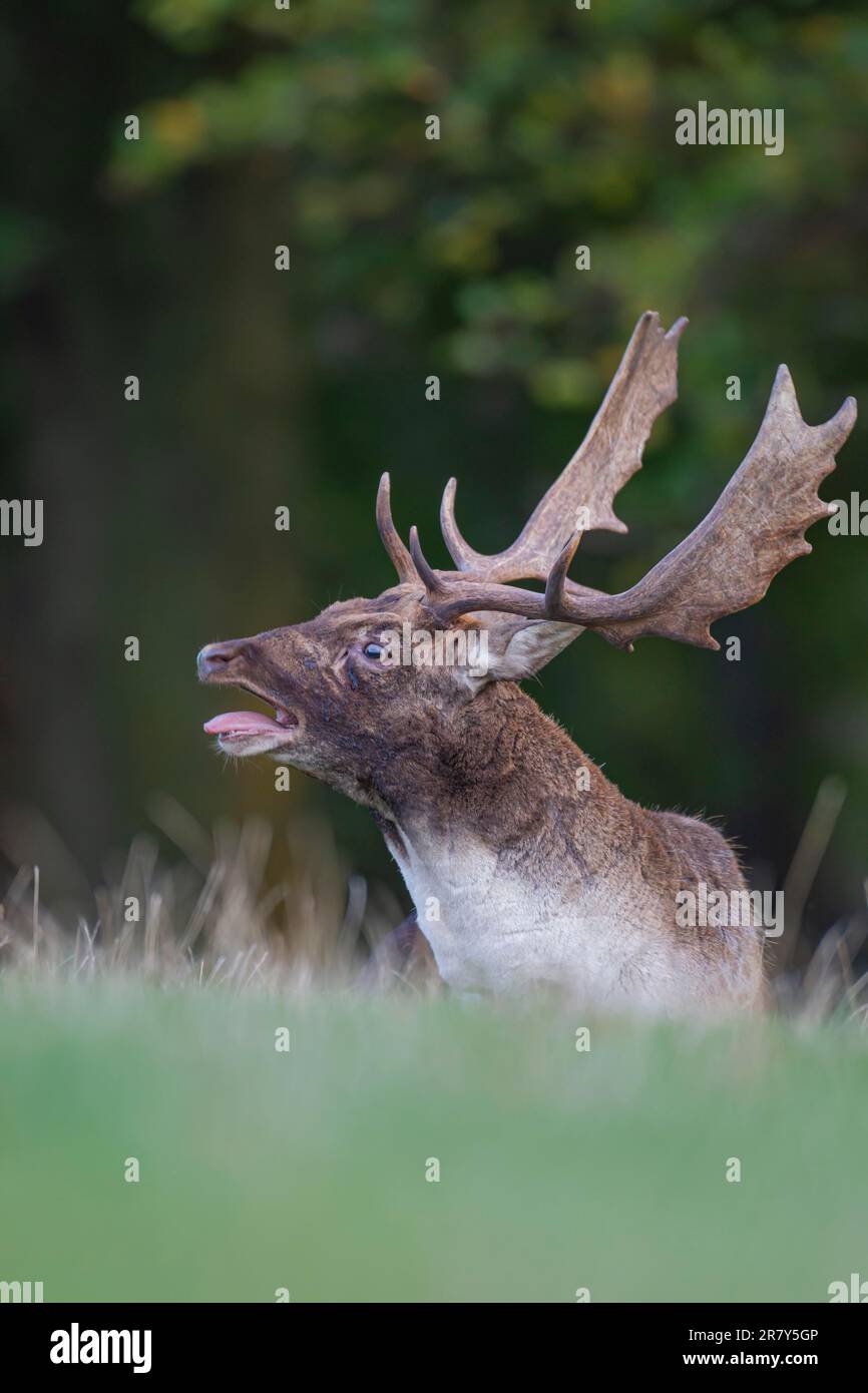 Fallow deer (Dama dama) adult male buck roaring in a woodland during ...