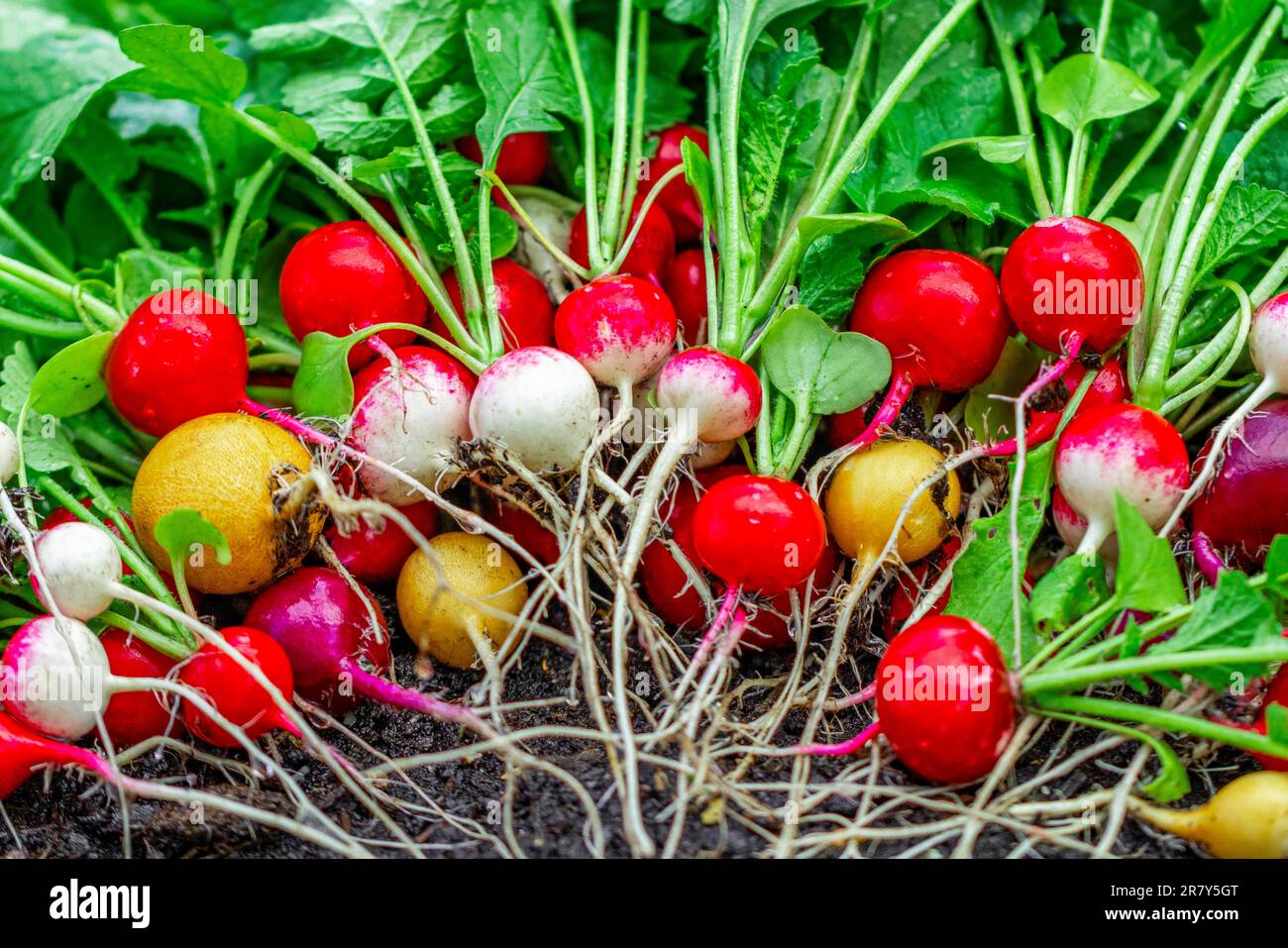 Colourful radish (Raphanus sativus) on soil, fresh harvest Stock Photo ...