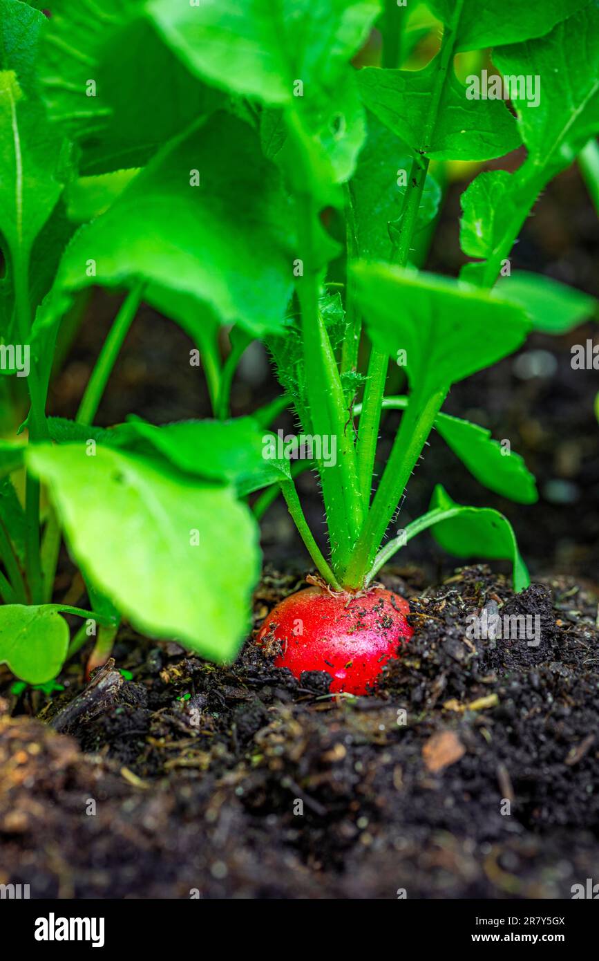 Red radish (Raphanus sativus) in the soil Stock Photo - Alamy