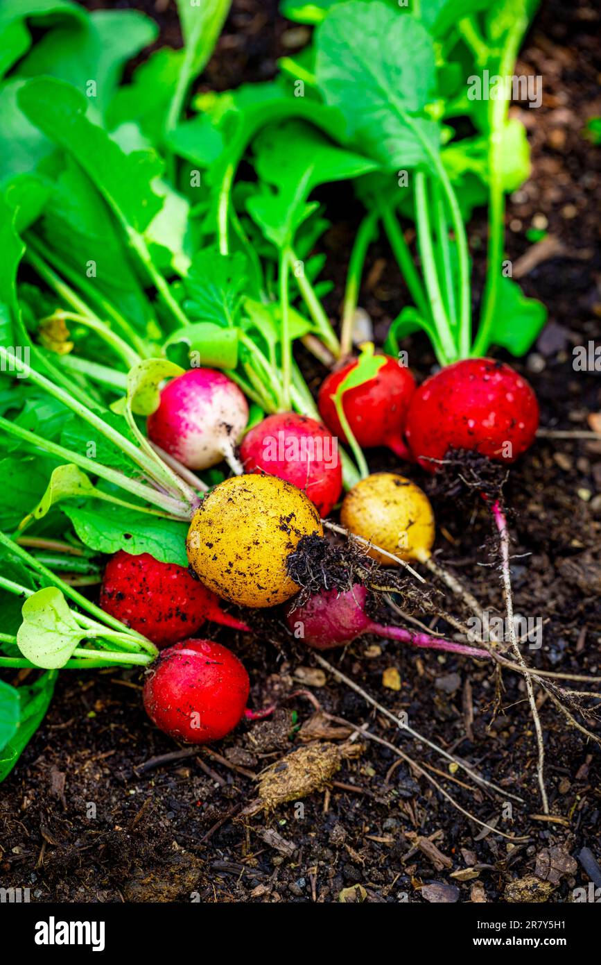 Colourful radish (Raphanus sativus) on soil, fresh harvest Stock Photo ...