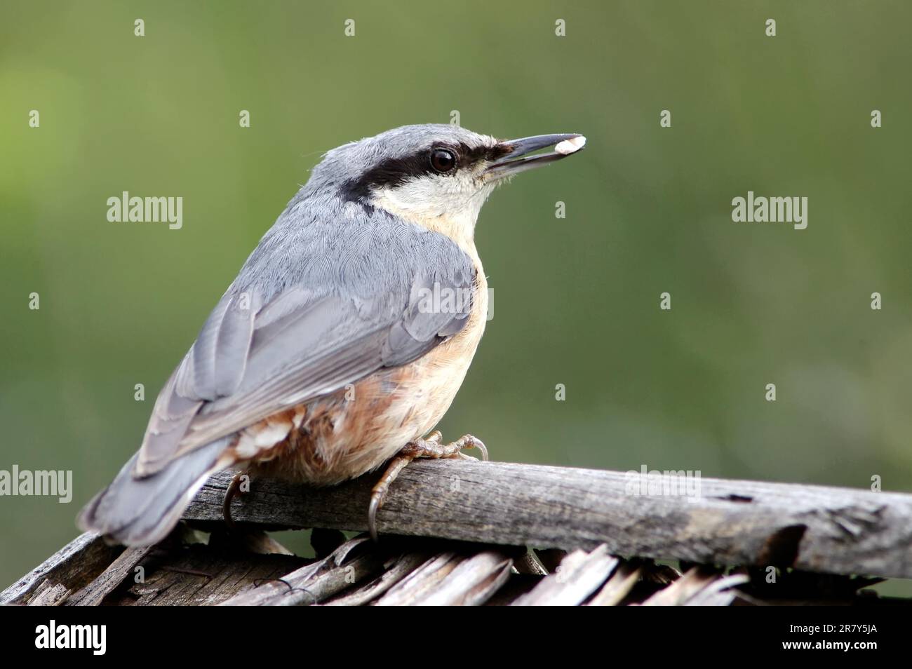Breeding nuthatch hi-res stock photography and images - Alamy
