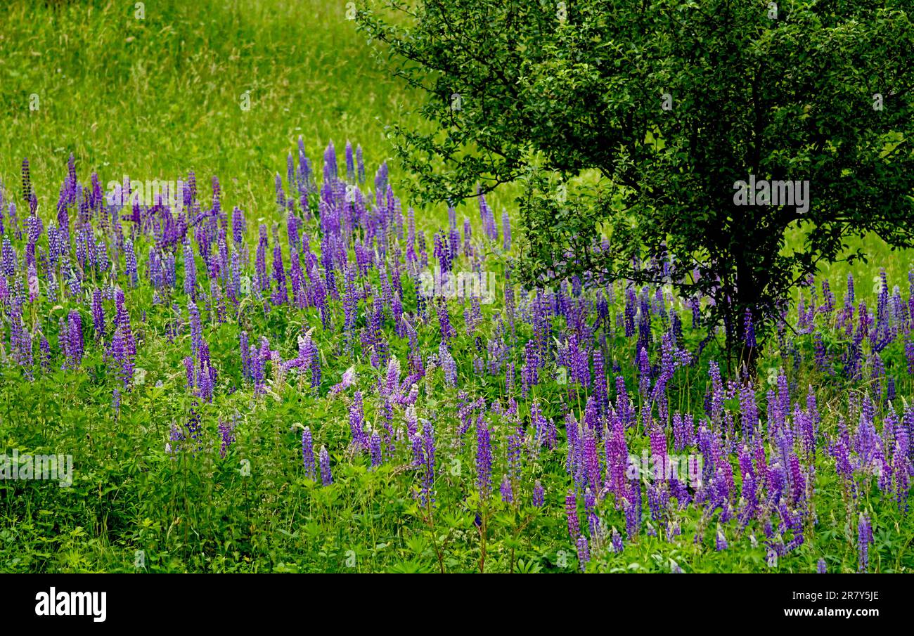 Tree with lupins Stock Photo - Alamy