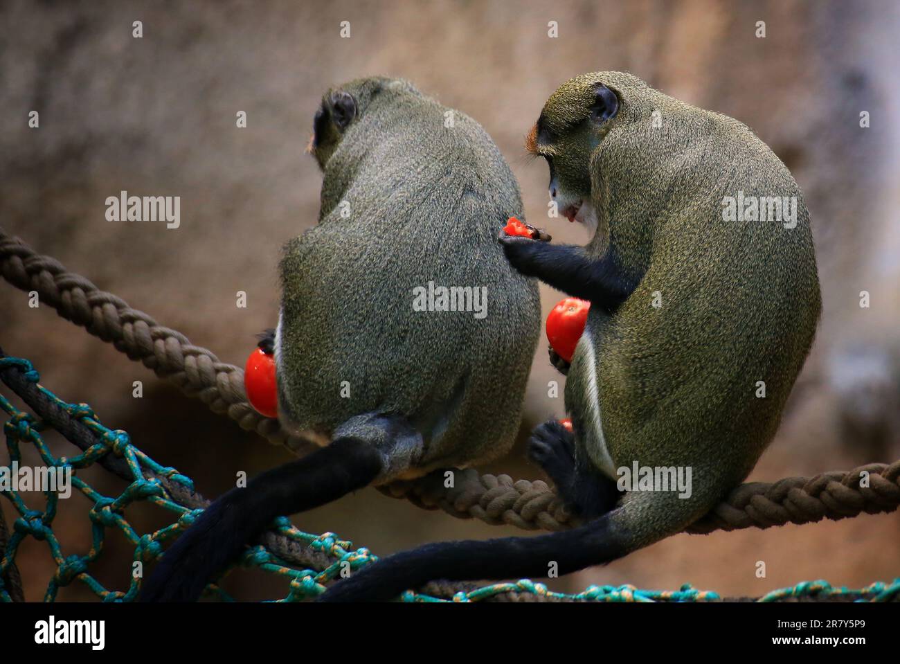 Two De Brazzas monkeys (Cercopithecus neglectus) eating tomatoes ...