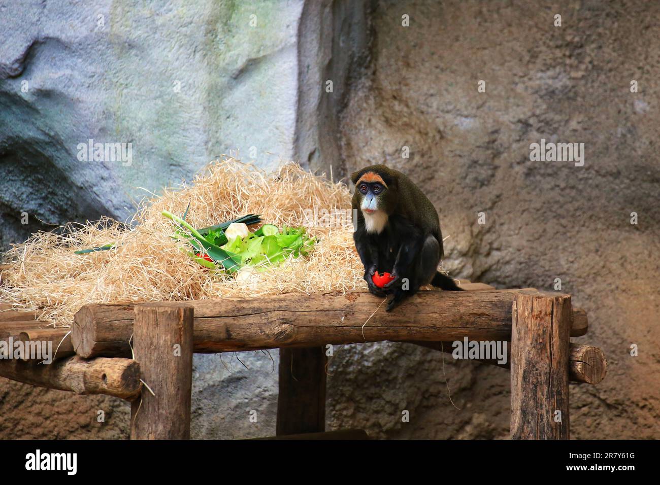 De Brazzas monkeys (Cercopithecus neglectus) interrupted during eating ...