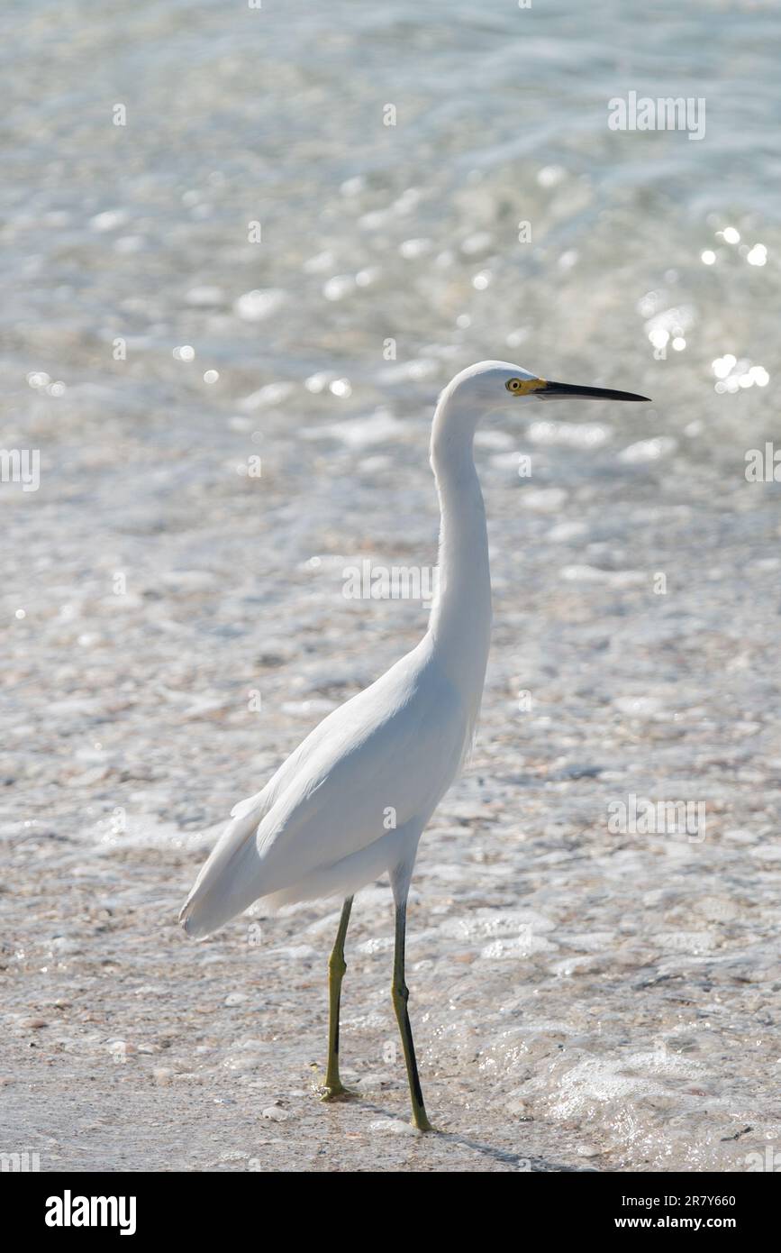 A white seabird stands in the shallow water at the edge of a sandy ...