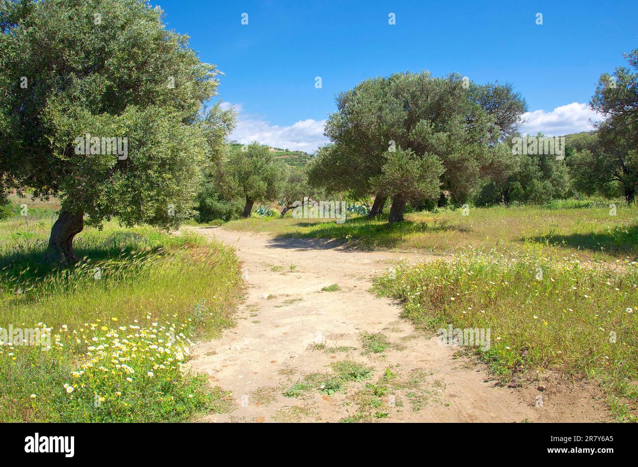 South Crete in April. Rain was falling and the vegetation is everywhere ...