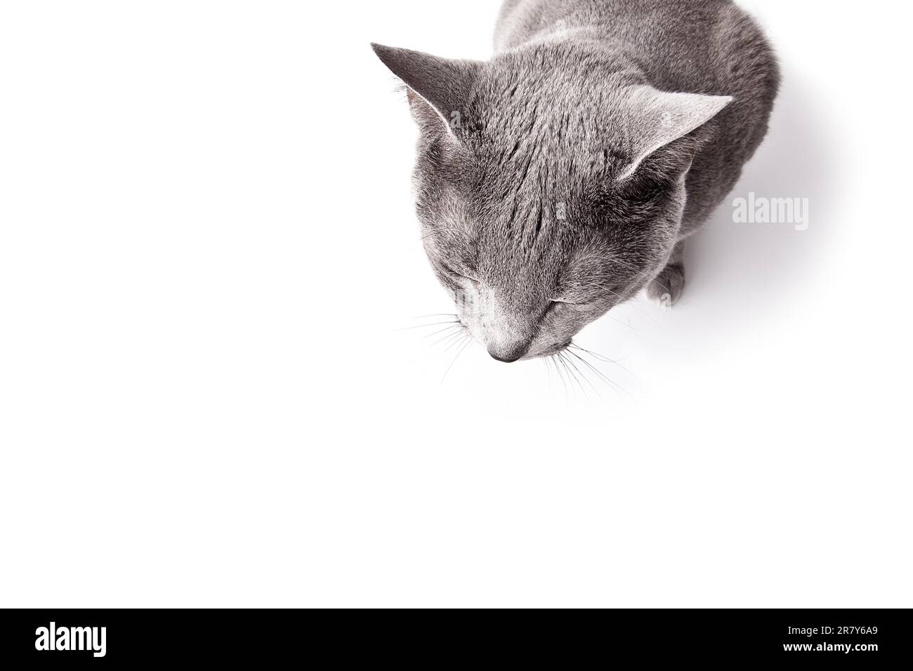 White cat paw Cut Out Stock Images & Pictures - Alamy