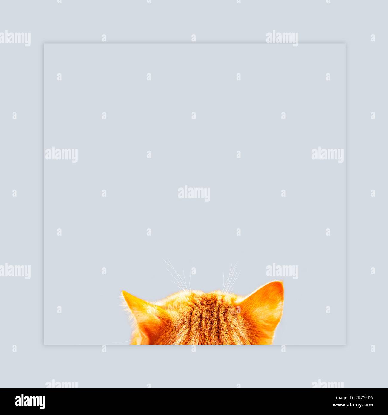 Protruding ears of a red cat. Rear view, copy space. Isolated on gray ...