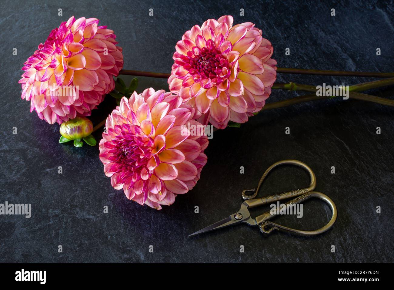Ball shaped garden dahlias on a dark background Stock Photo - Alamy