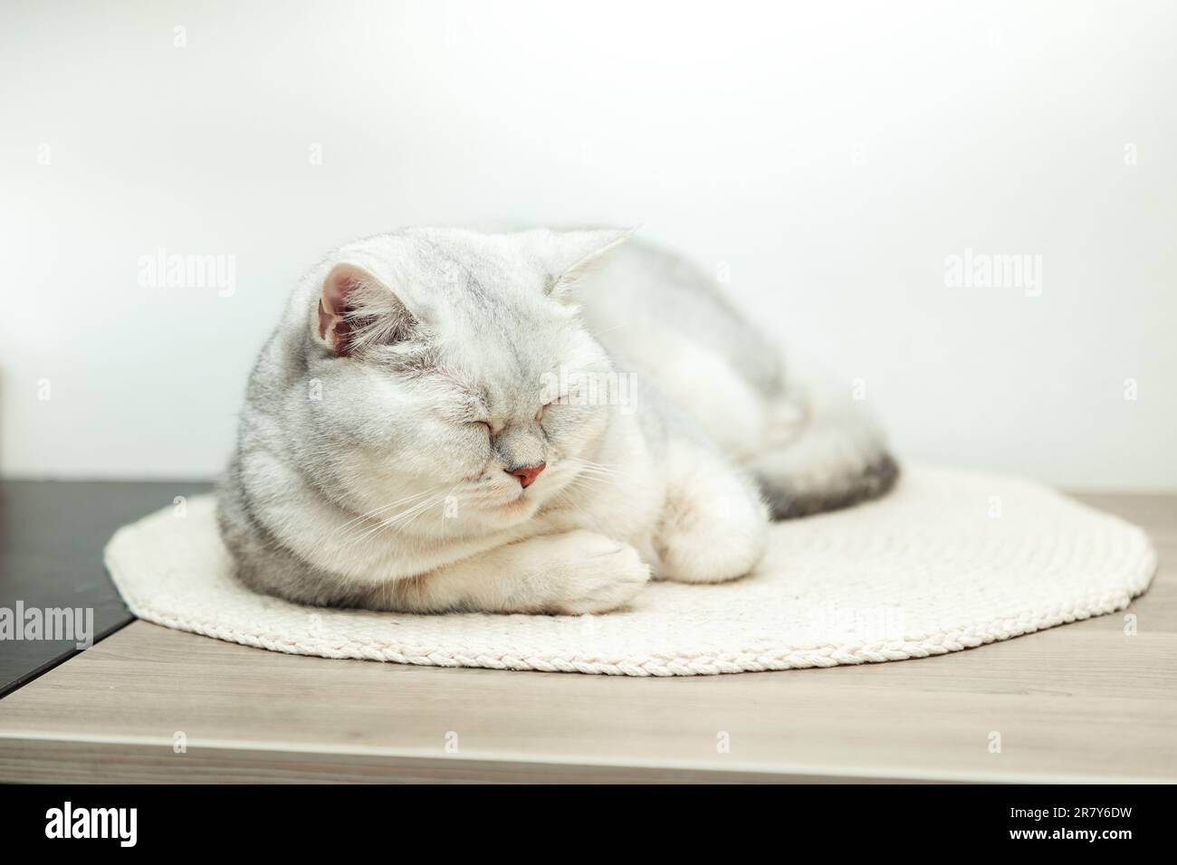 Beautiful silver british shorthair cat sleeping comfortably on a small ...