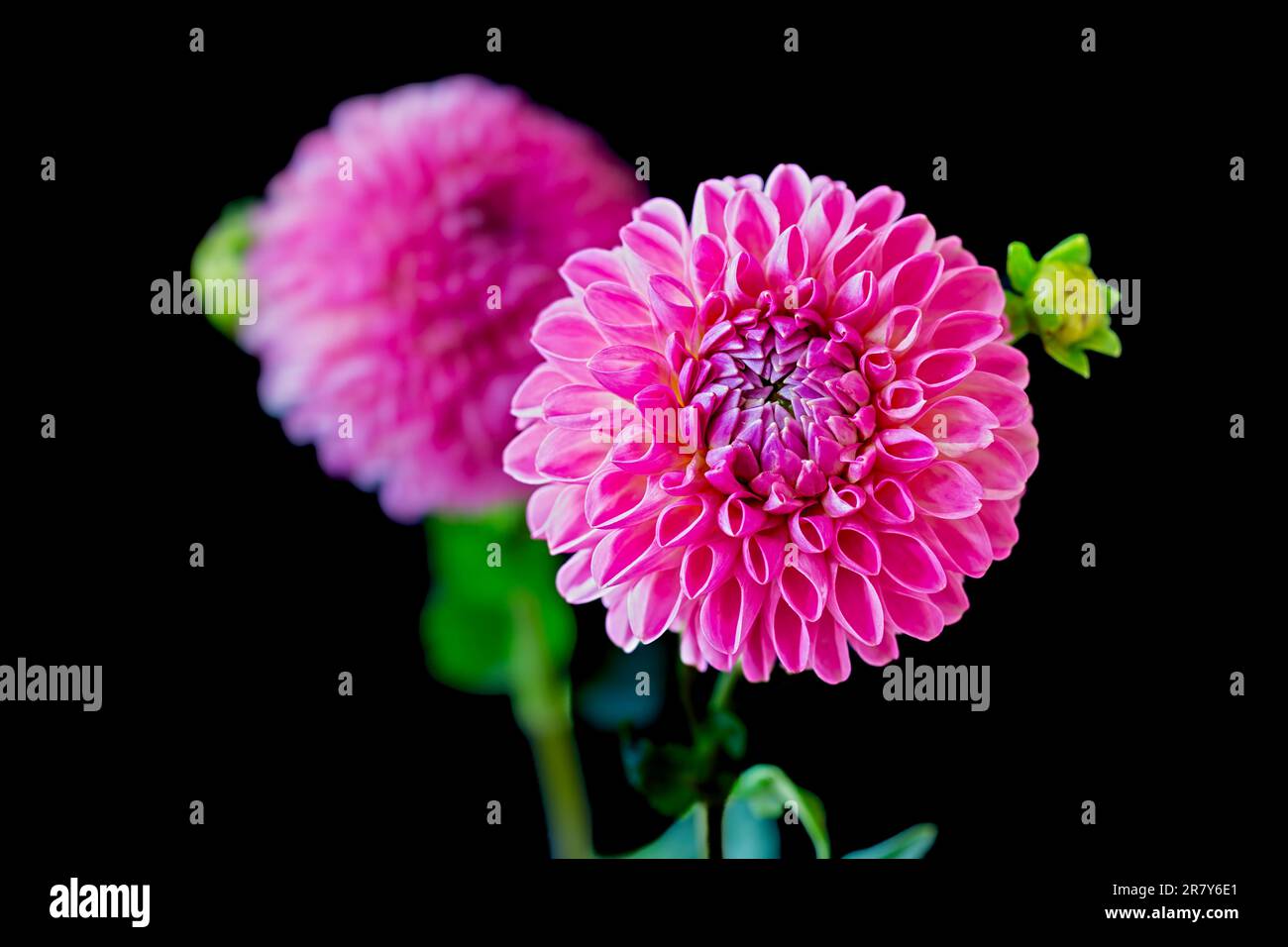 Ball shaped flower hi-res stock photography and images - Alamy