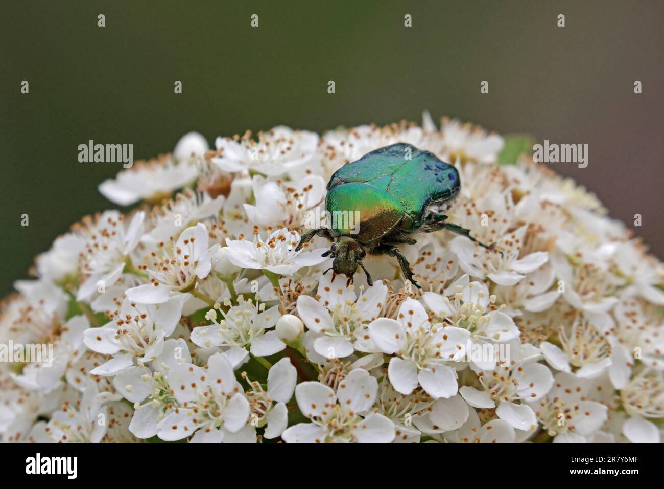 Rose Chafer beetle feeding on blossom in a garden in the Forest of Dean ...