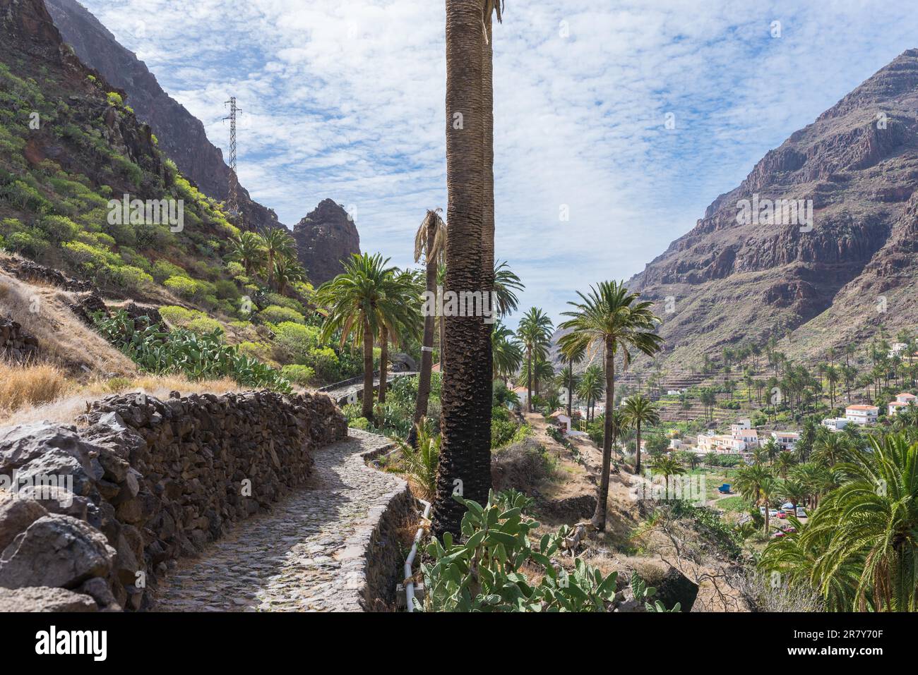 Hike in the Valle Gran Rey. Terraced fields and date palms is a typical ...