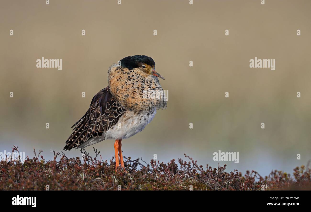Male ruff in breeding plumage hi-res stock photography and images - Alamy