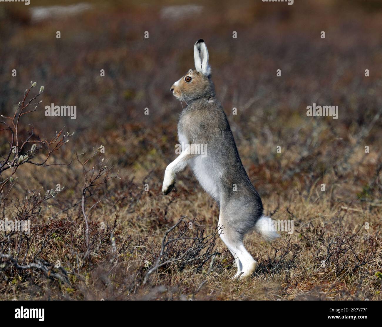 Tundra hare hi-res stock photography and images - Alamy