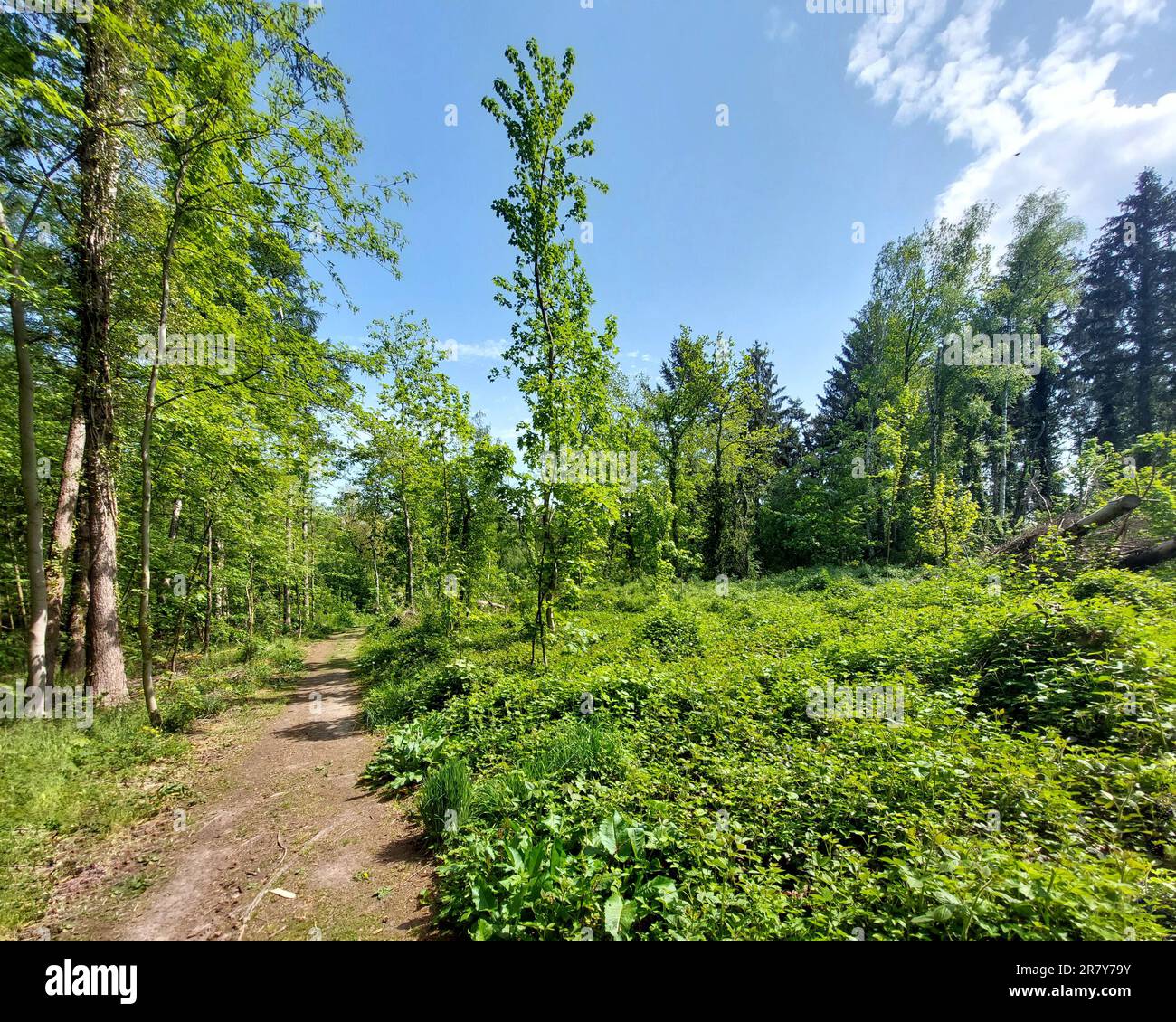 Woodland path leading through lush hi-res stock photography and images ...