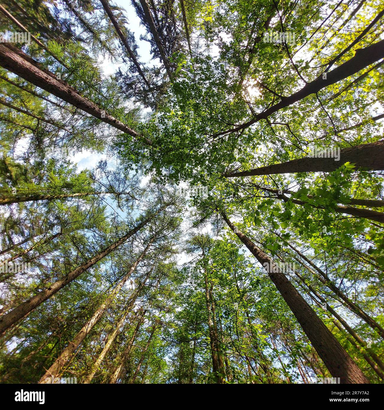 Deciduous maple trees other hi-res stock photography and images - Alamy