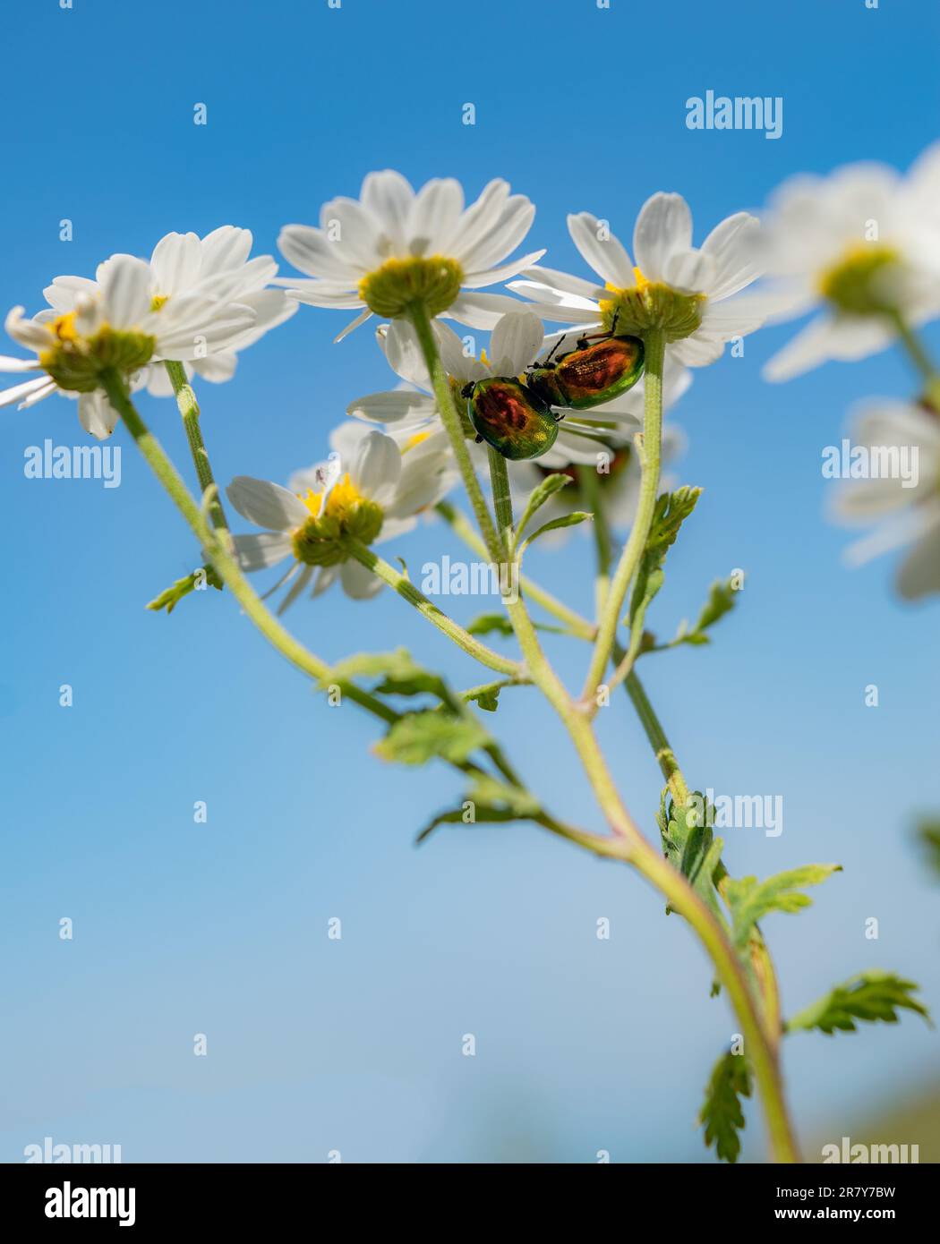 Insect reaching flower hi-res stock photography and images - Alamy