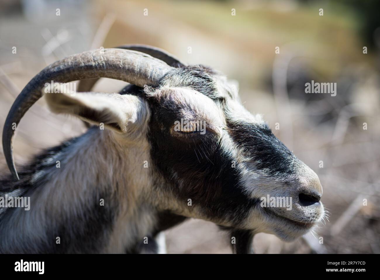 Close-up from a goat-head in the south of Crete, Greece. Livestock ...