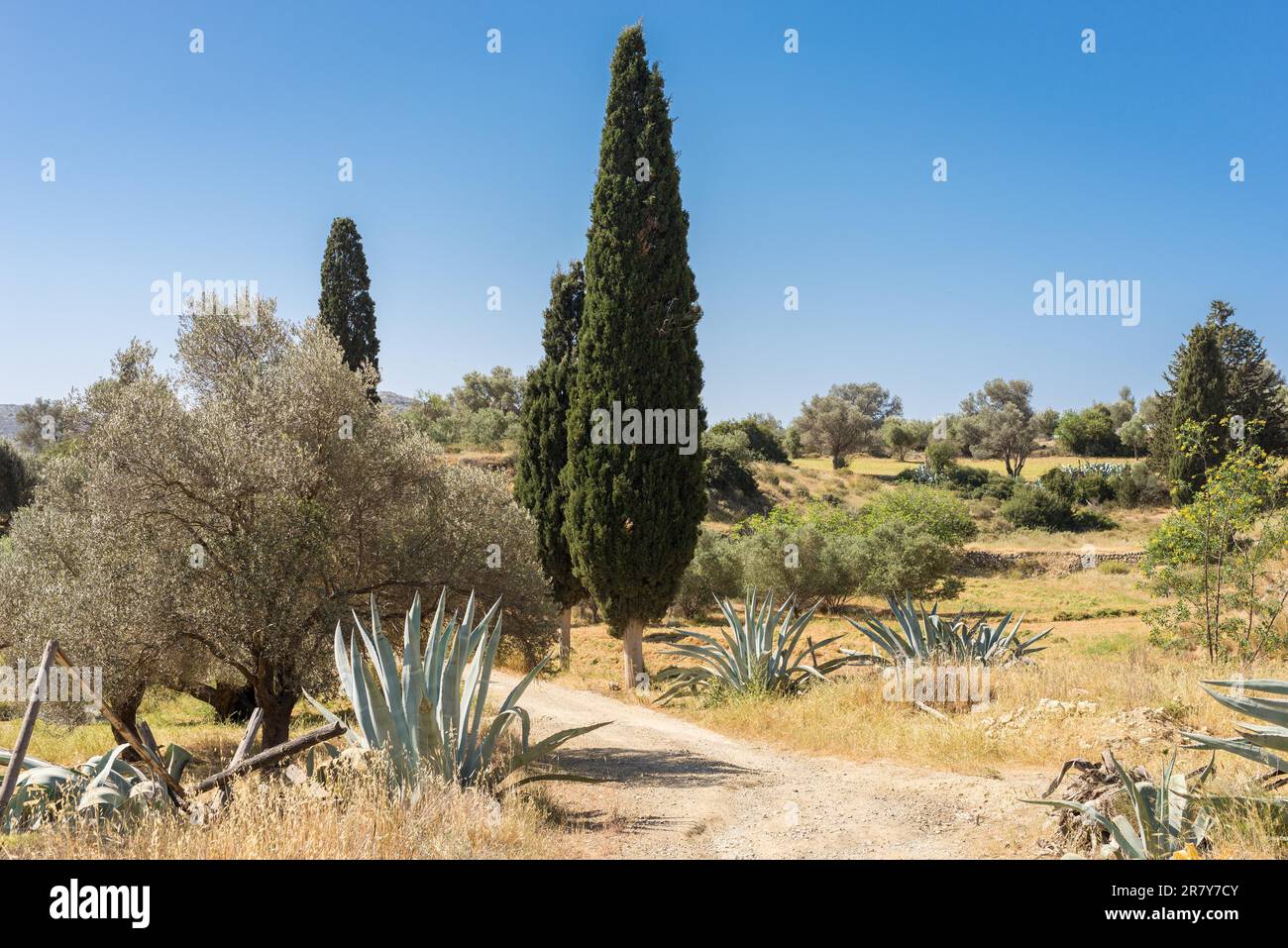 Typical landscape with pine trees and olive groves in south-central ...