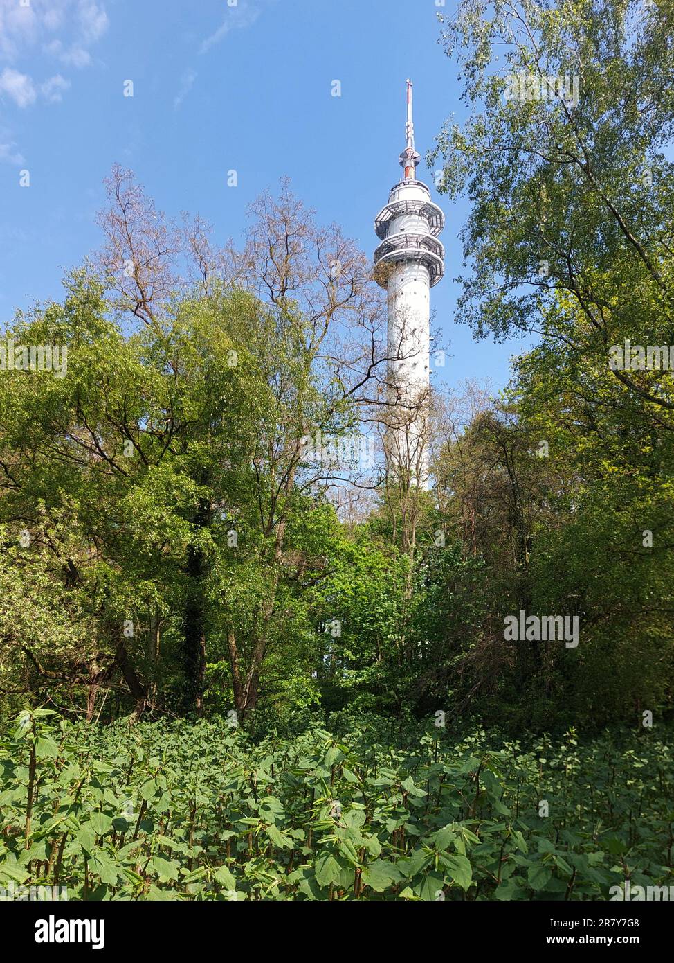 Telecommunications tower behind dense knotweed vegetation in Rostock ...