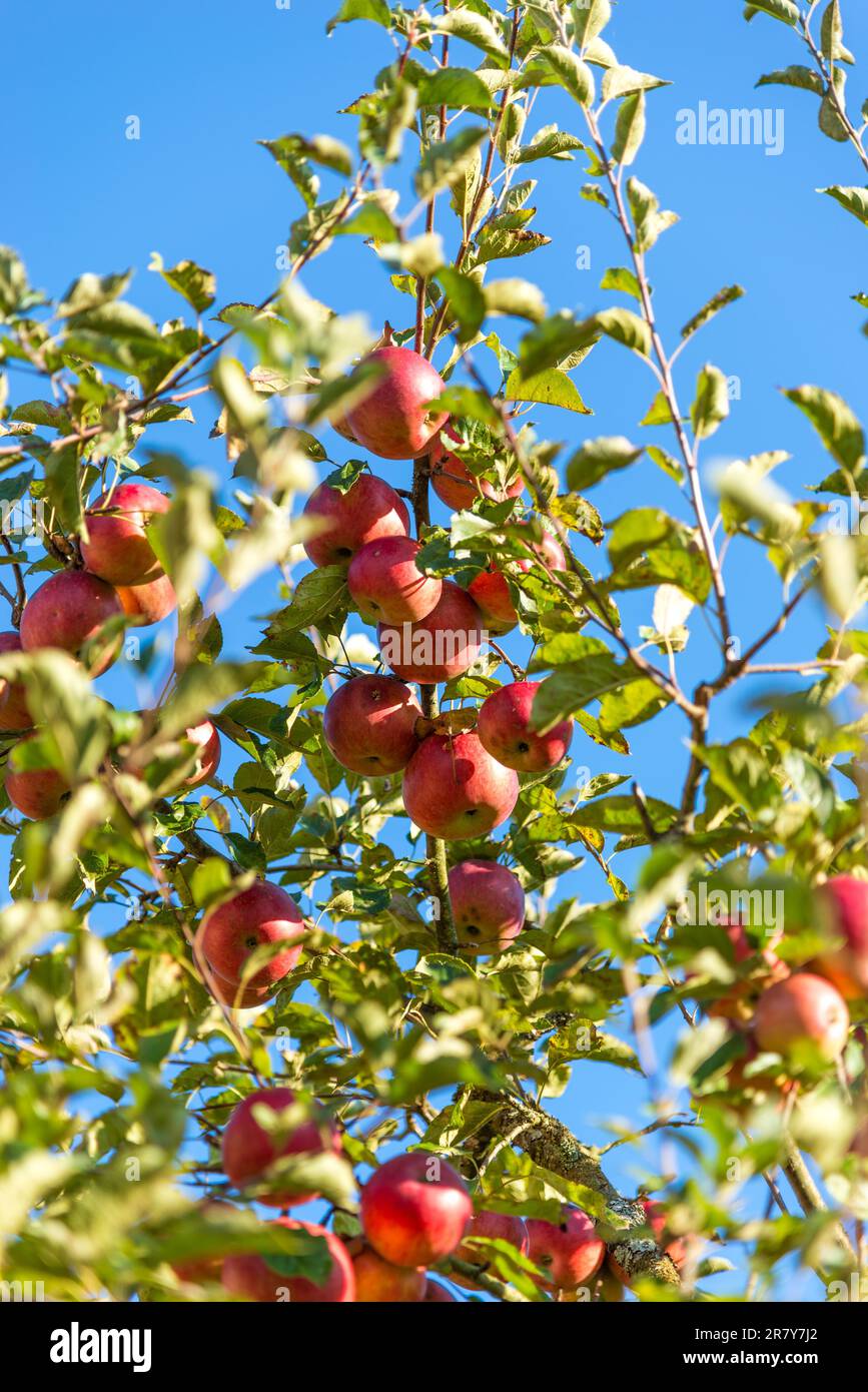 Close-up from an apple tree with red apples and from autumn colored ...