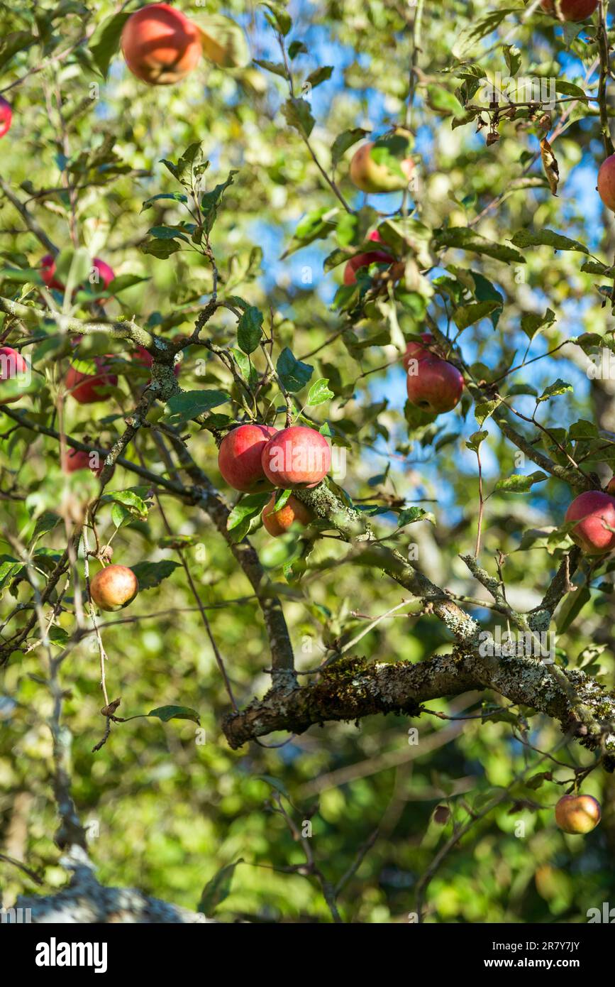 Close-up from an apple tree with red apples and from autumn colored ...