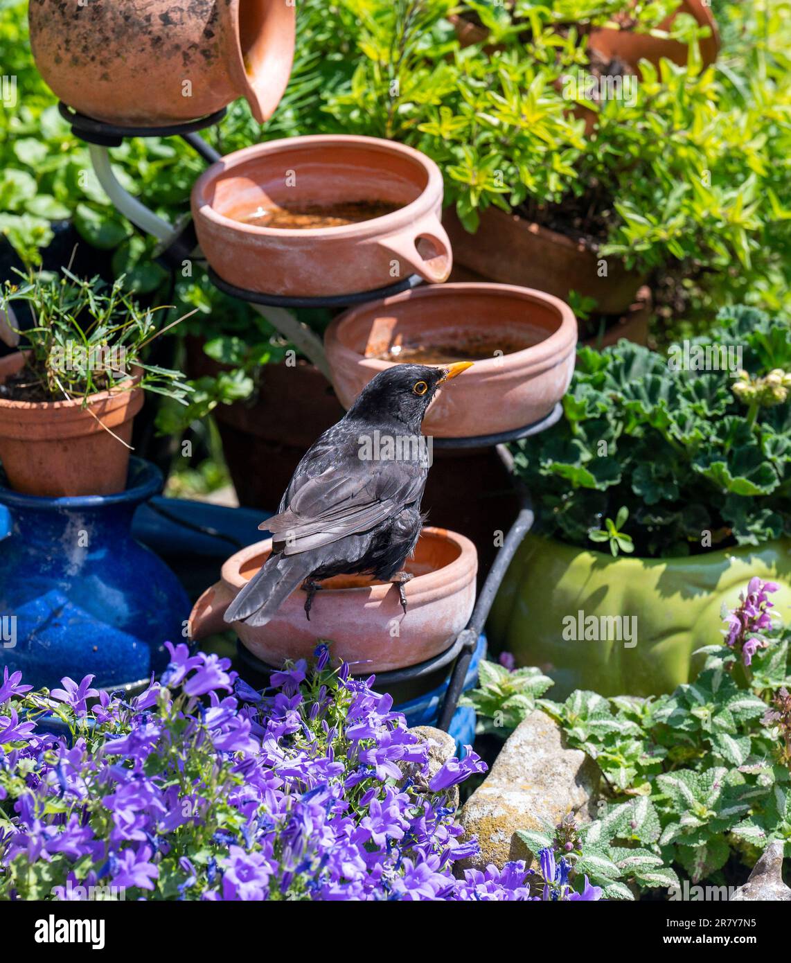 Blackbird (Turdus merula) drinking from a solar powered water feature ...
