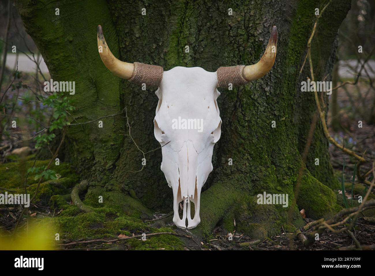 Huge cranium hi-res stock photography and images - Alamy