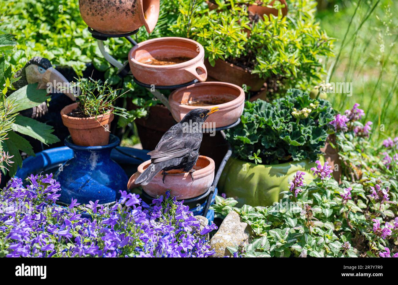 Blackbird (Turdus merula) drinking from a solar powered water feature ...