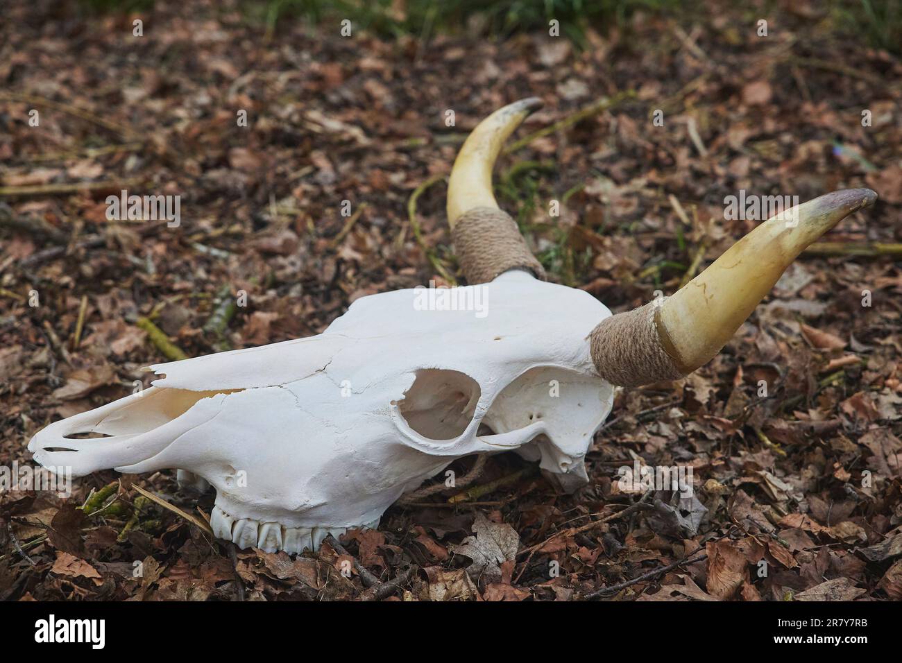 Skull wild animal in spooky hi-res stock photography and images - Alamy