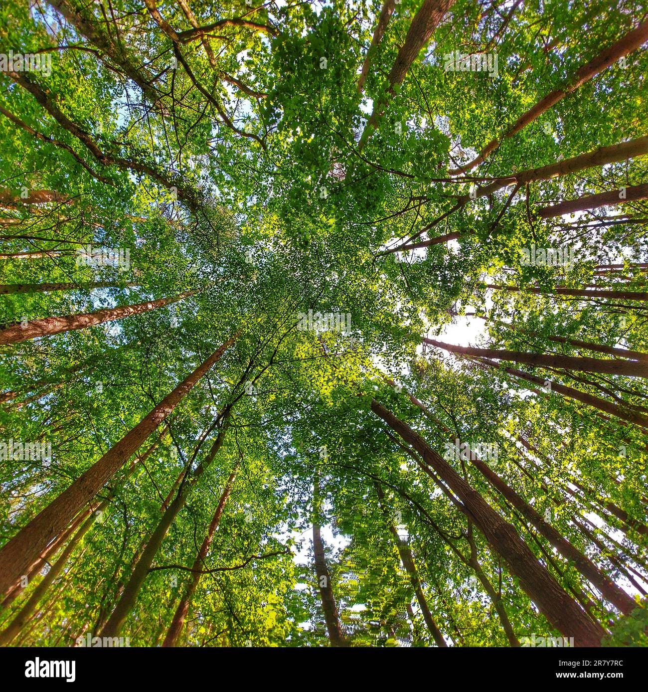 Canopy shot hi-res stock photography and images - Alamy