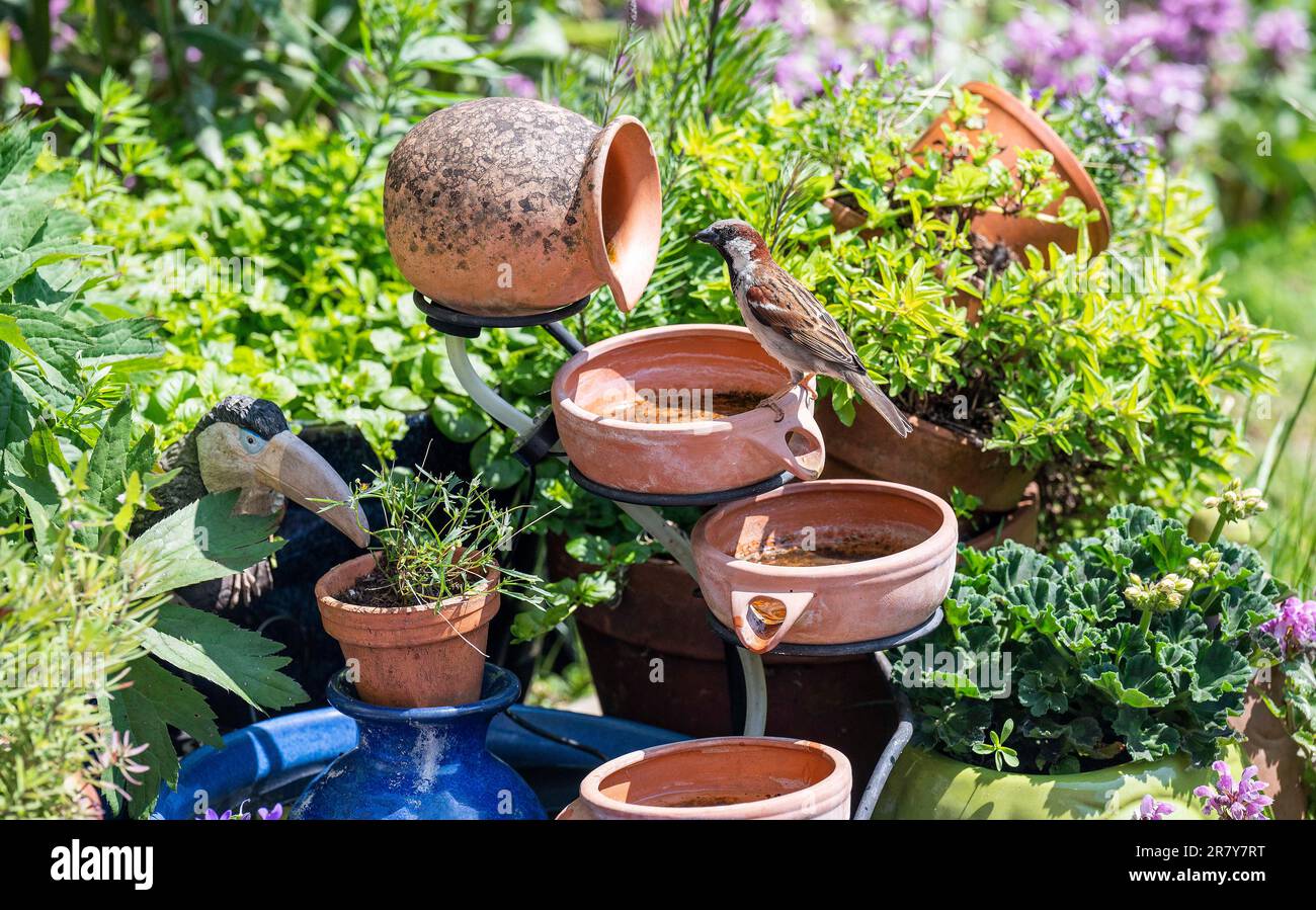 House Sparrow (Passer domesticus) drinking from a solar powered water ...