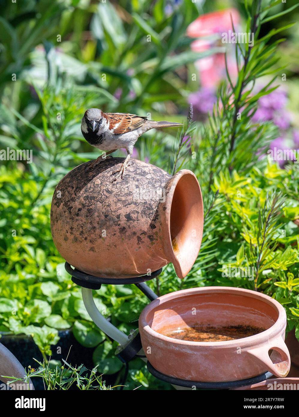 House Sparrow (Passer domesticus) drinking from a solar powered water ...
