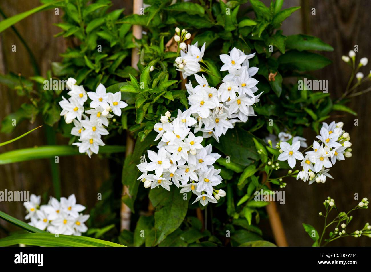 Jasmine flowers in full bloom in a small urban garden in Brighton ...