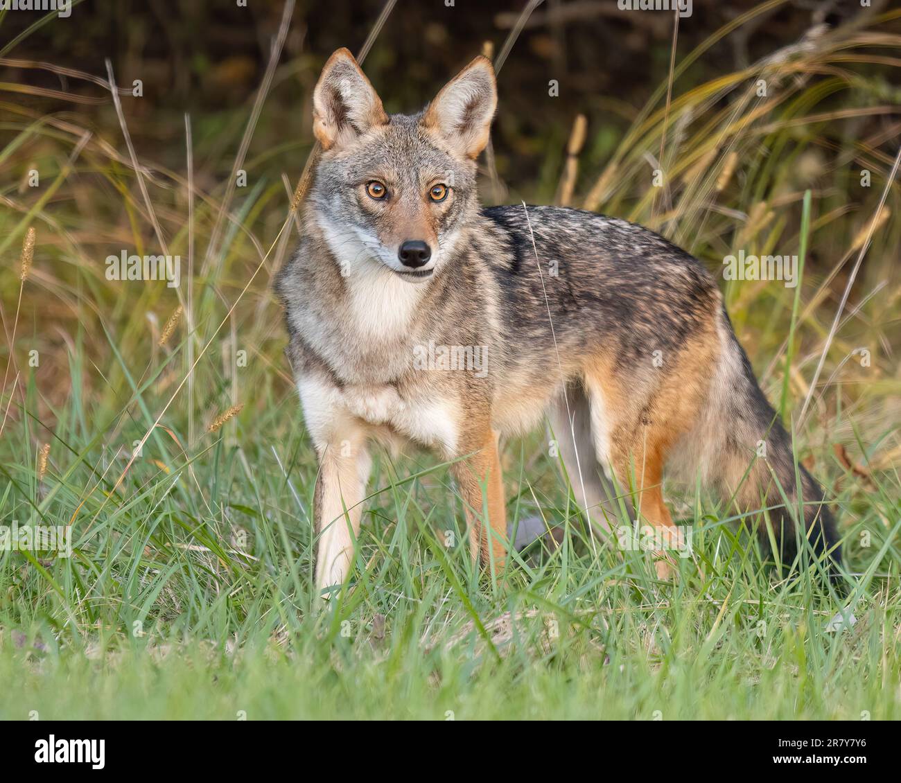 A fierce gray wolf standing in a grassy field, staring away with ...