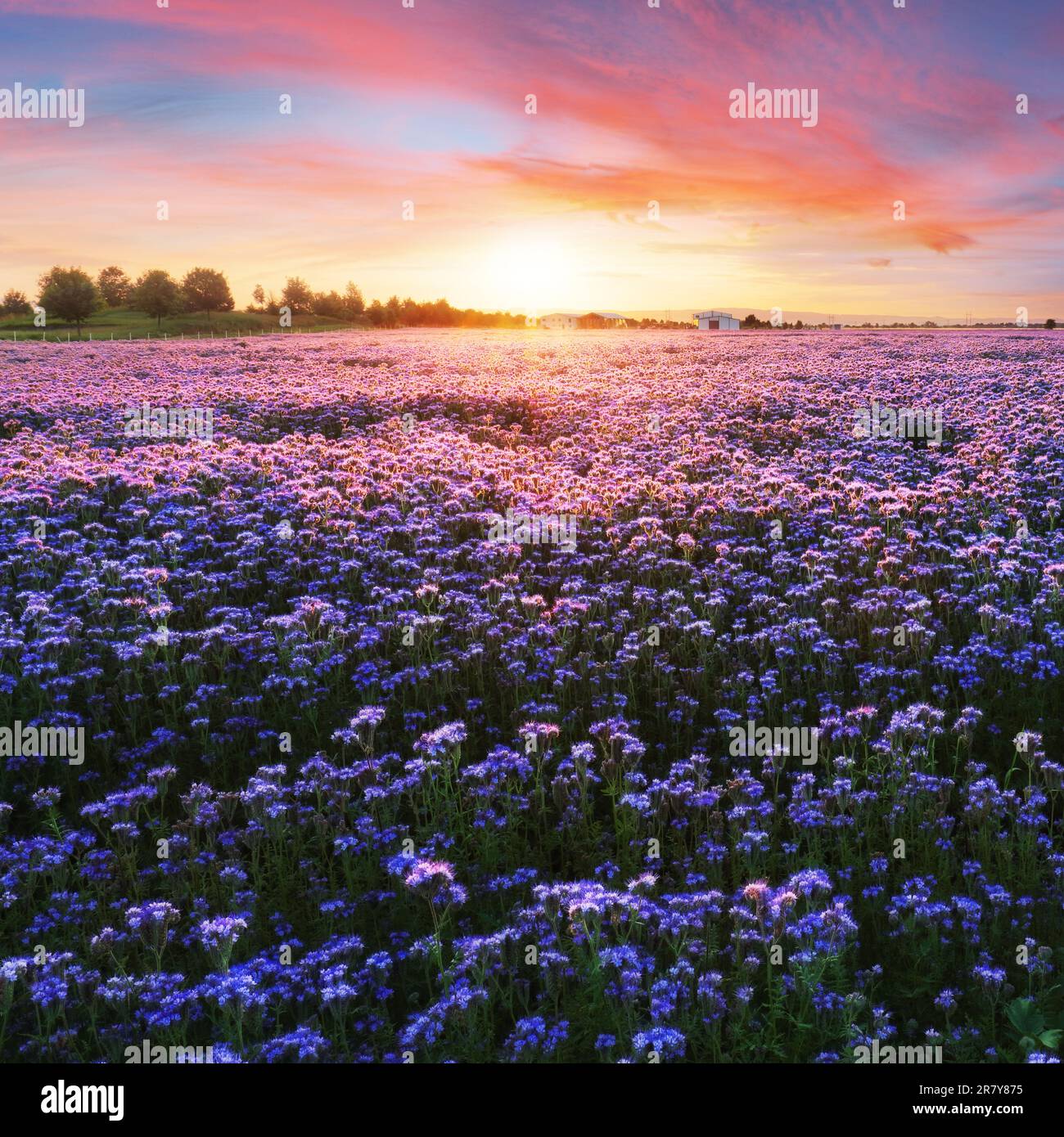 Purple Field Lovely Meadow Beautiful Spring Landscape With Flowering