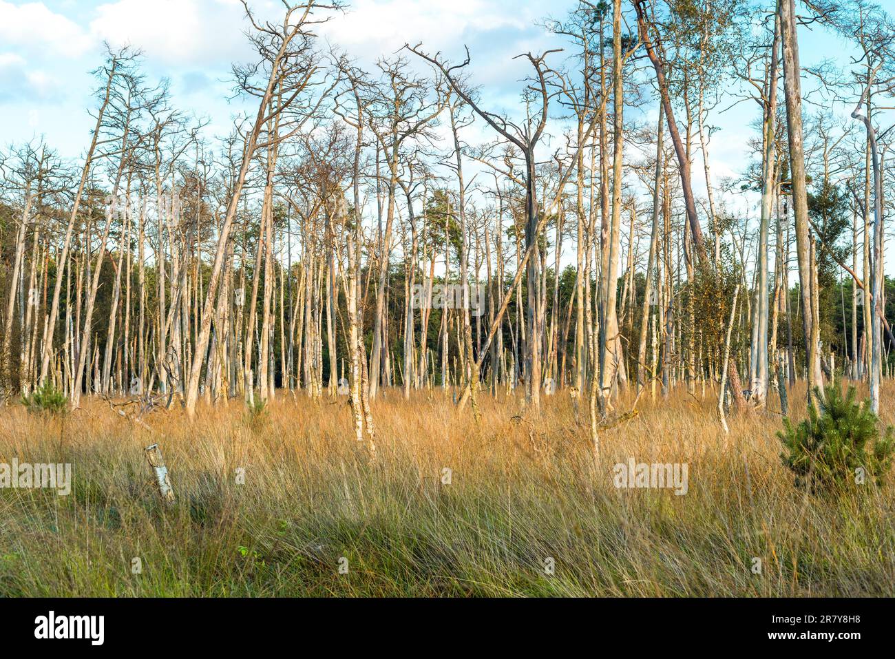 Nature conservation area Ribnitzer big bog in the federal state ...