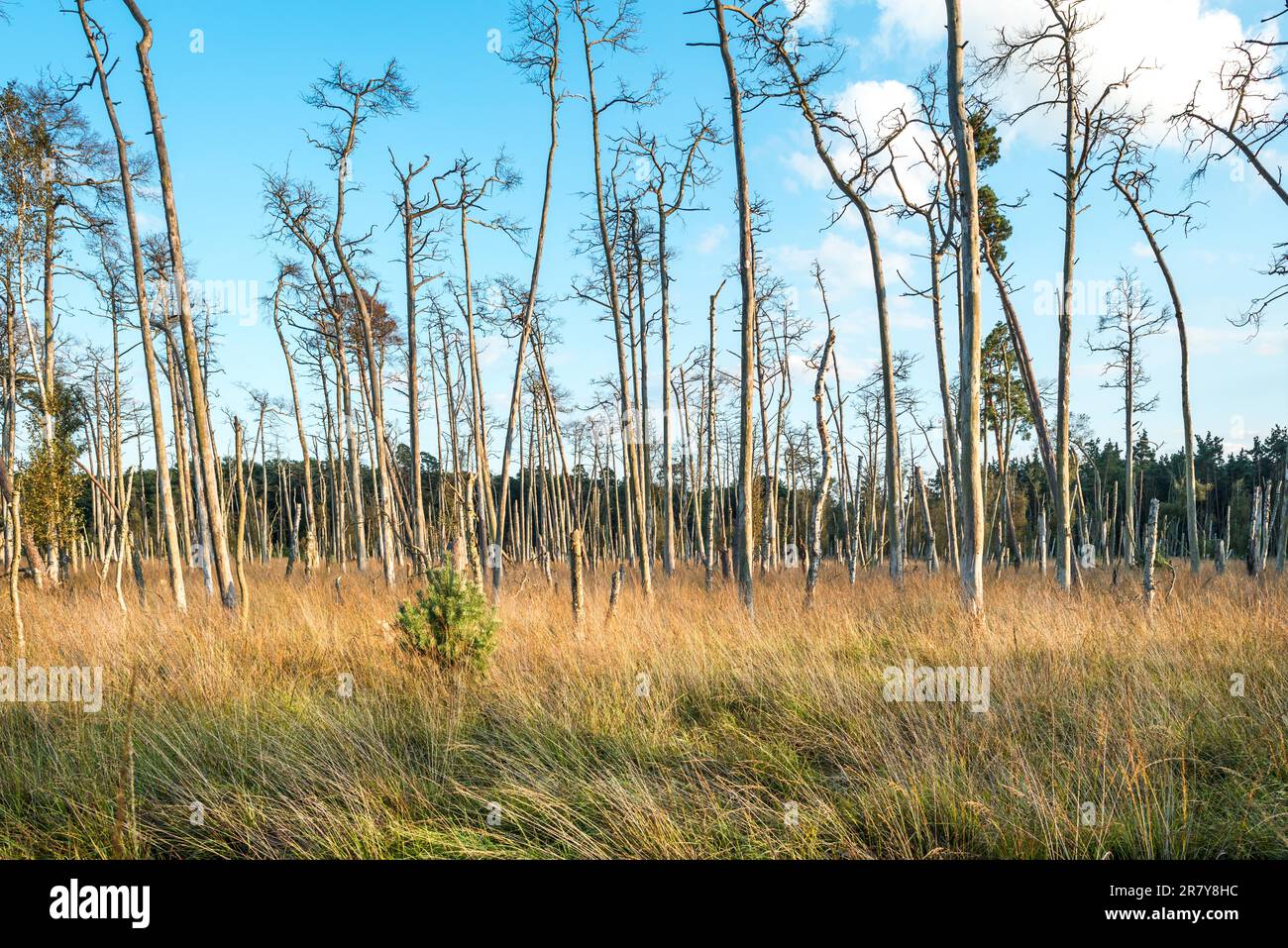 Nature conservation area Ribnitzer big bog in the federal state ...