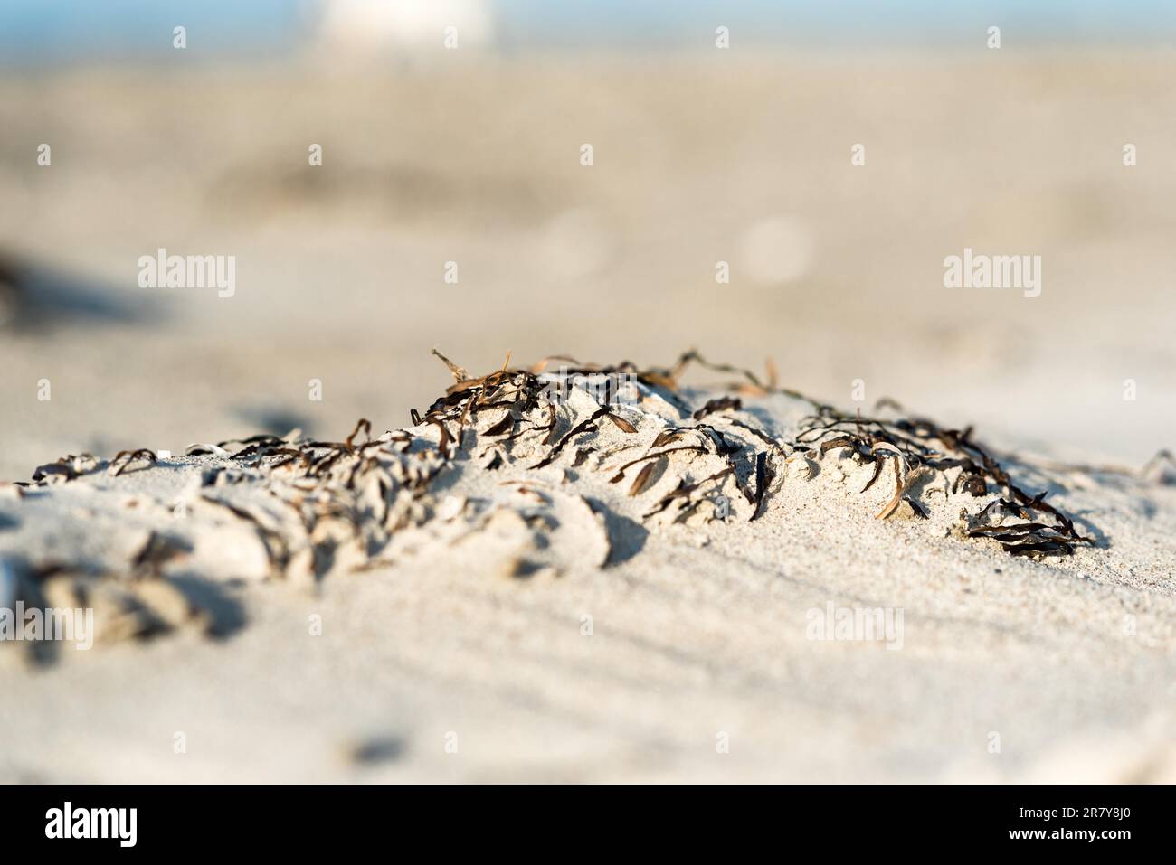 Little sand hill with alluvial seagrass at the beach in the region Fish ...